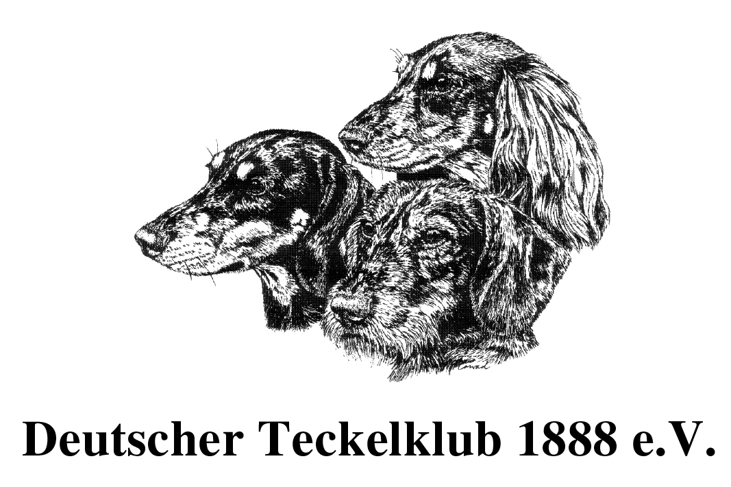 Teckelzucht von Henrichenburg – Rauhaardackel aus NRW